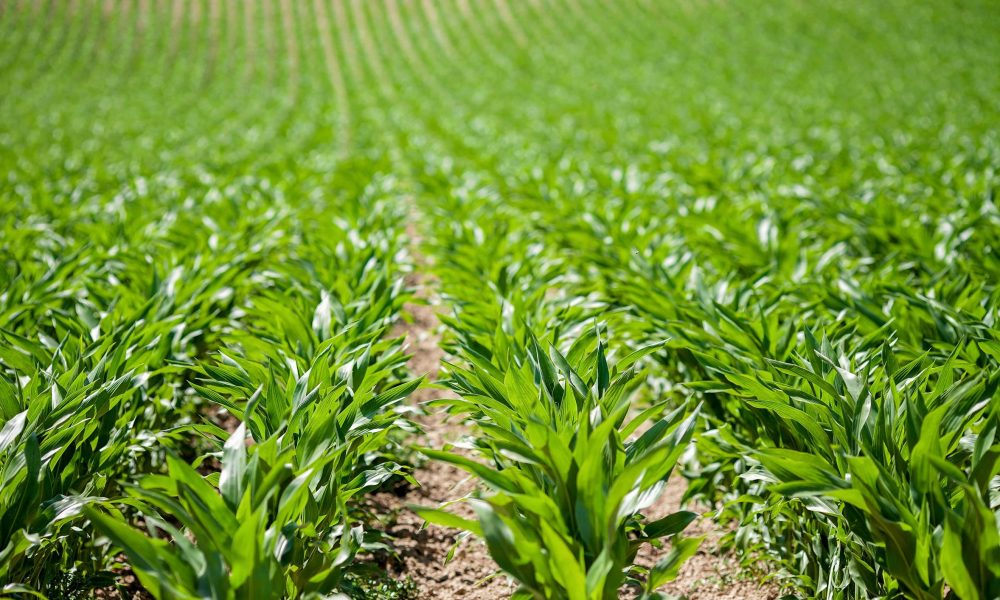 Niger Ministry of Agriculture Unveils 2025 Action Plan Daily Asset Online